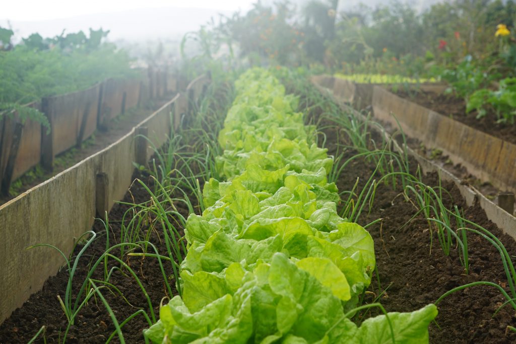 Homesteading: How To Be Self-Sufficient And Get Started Today - Vacant ...